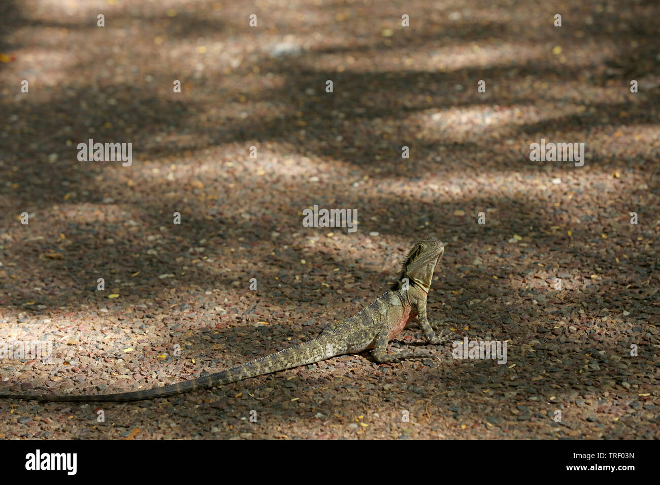 Lizard in the sun in Australia Stock Photo - Alamy
