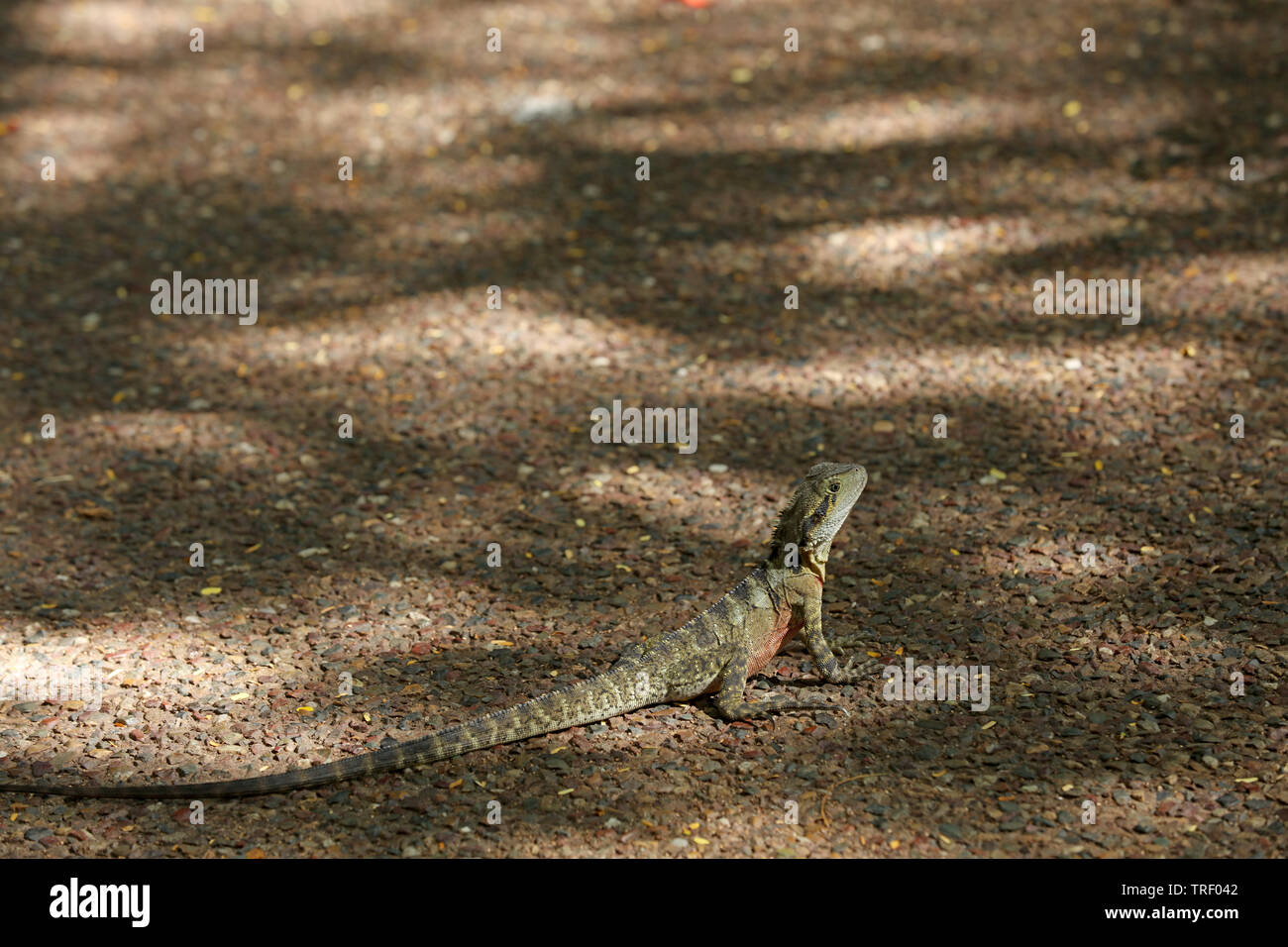 Australian rainforest creeper hi-res stock photography and images - Alamy