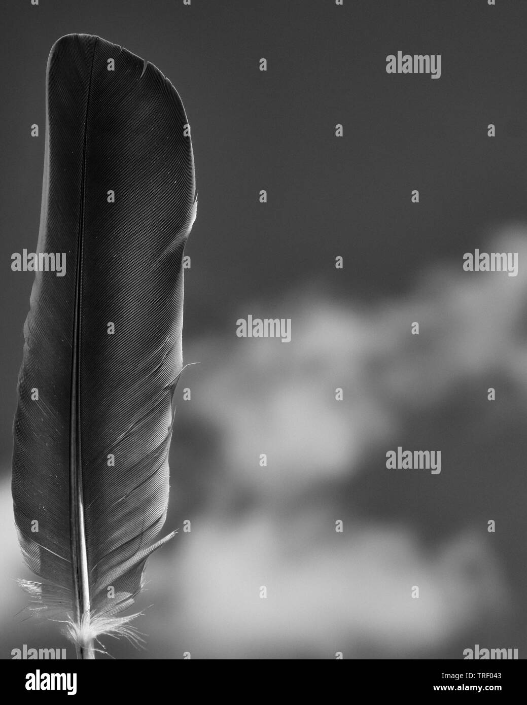 Against a blue sky with some clouds Black and White Stock Photos ...