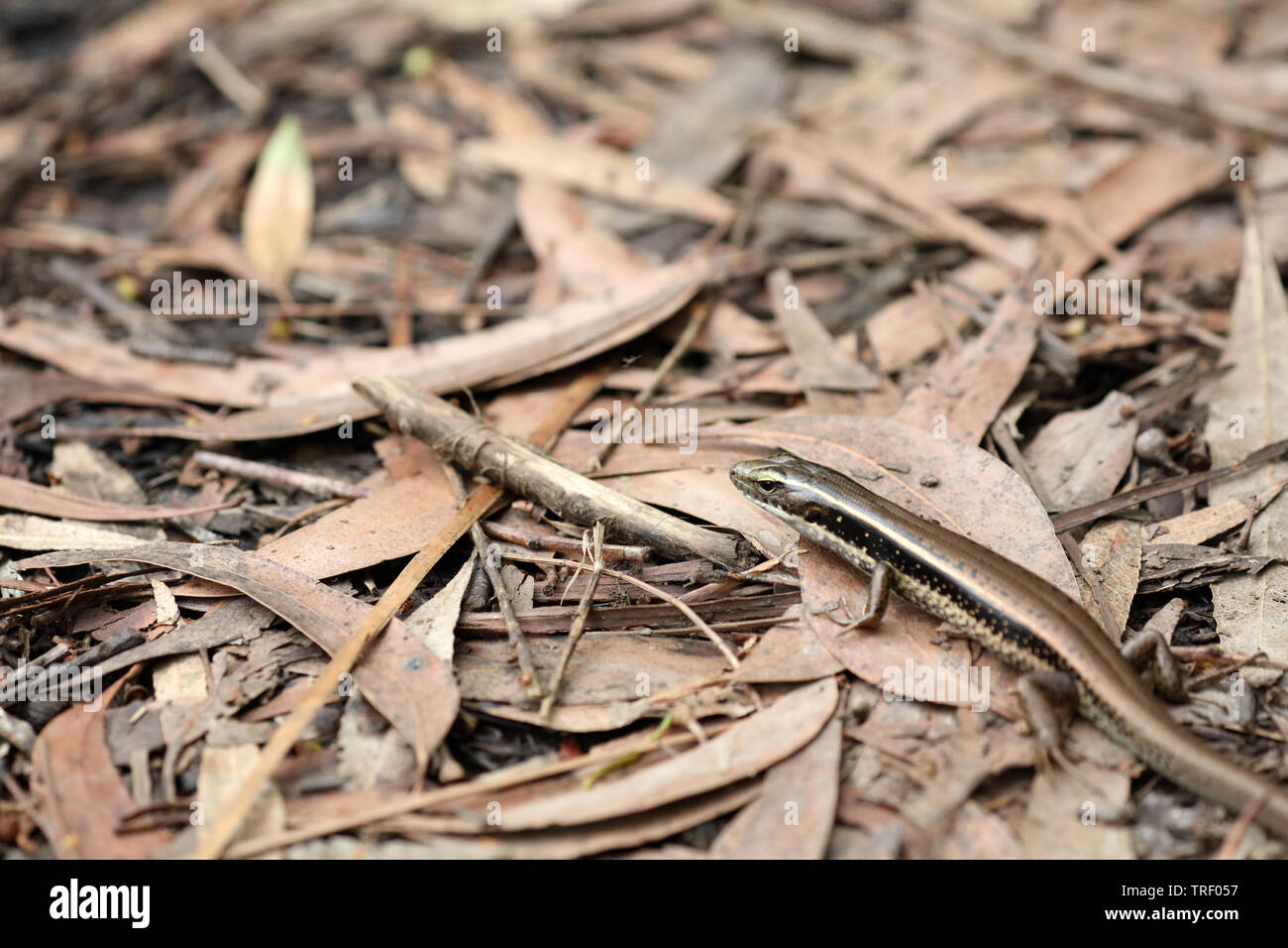 Lizard in the sun in Australia Stock Photo - Alamy