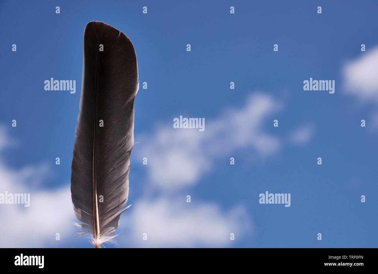 Texture close up feather hi-res stock photography and images - Alamy