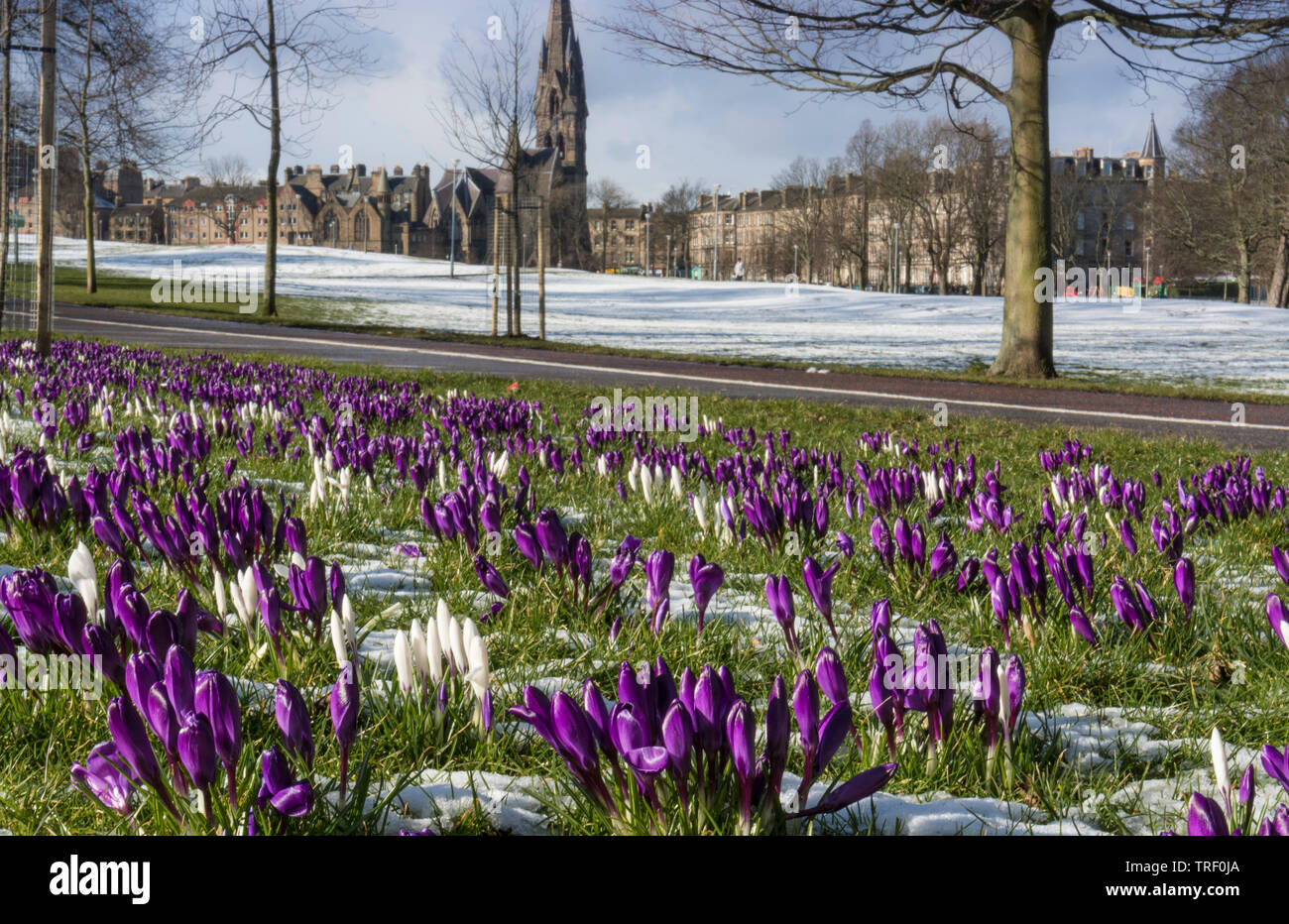 Edinburgh meadows hi-res stock photography and images - Alamy