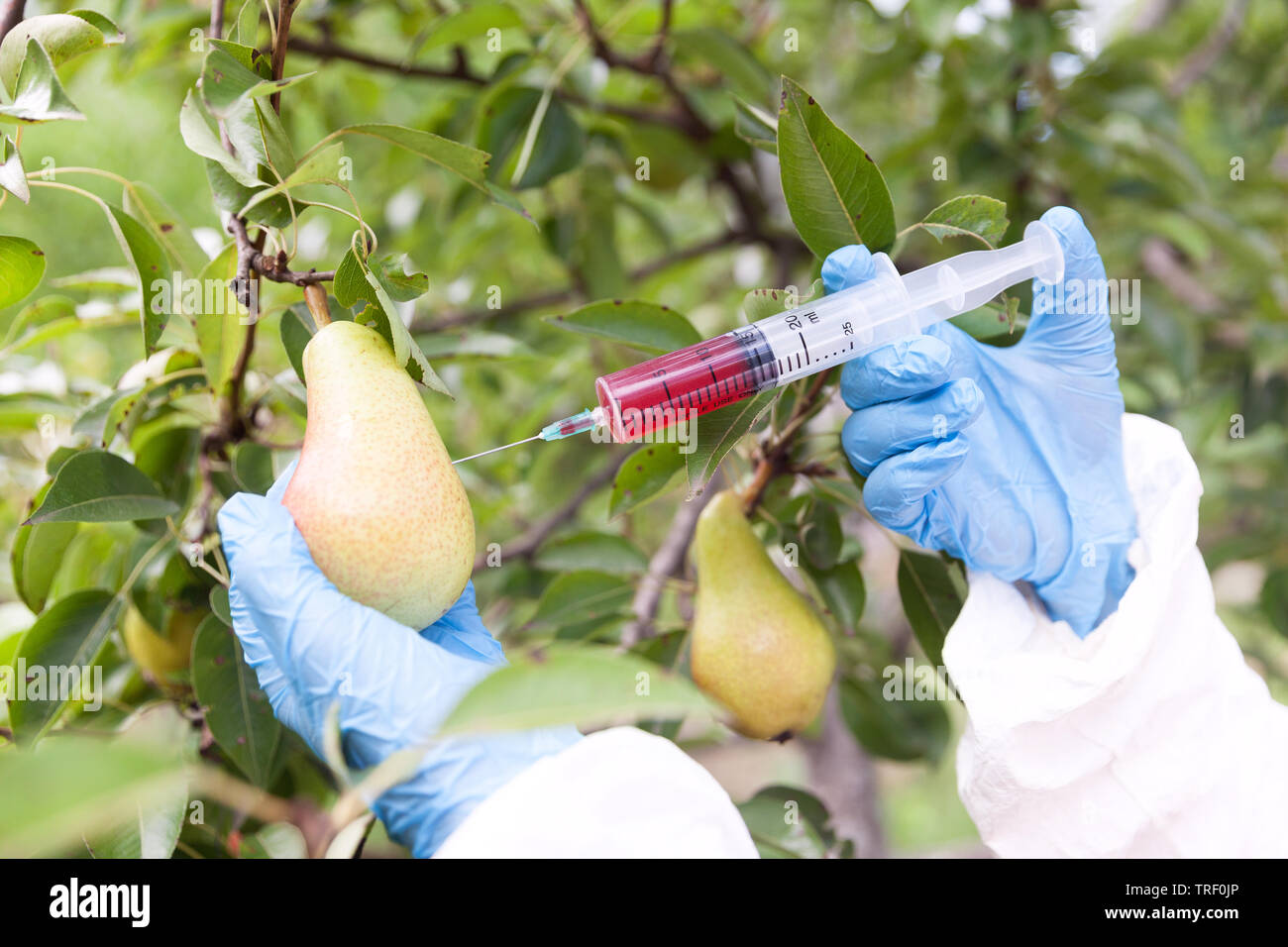 Injecting artificial color in the fruit Stock Photo - Alamy