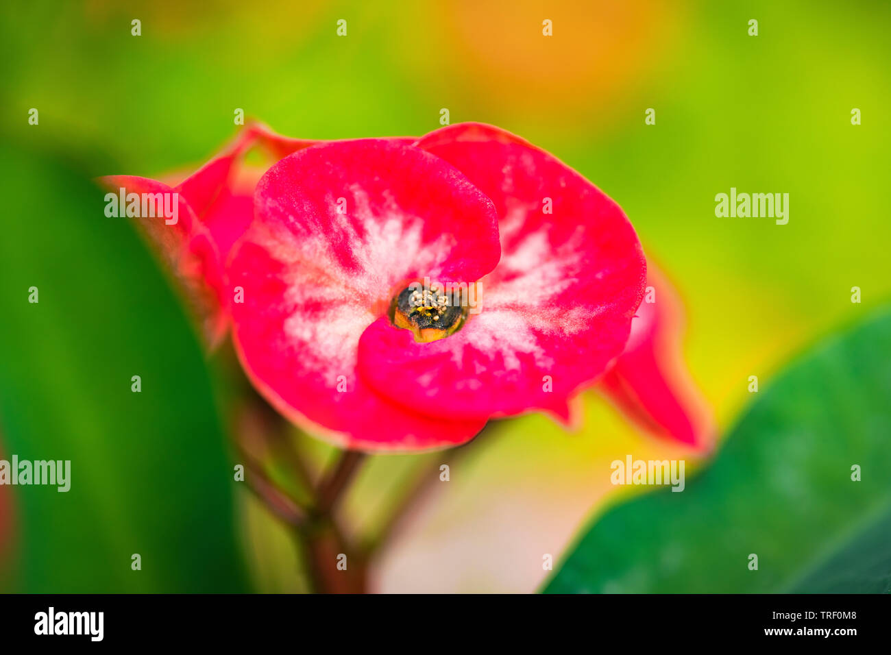Red and White Mix color Flower round petals closeup with green and ...