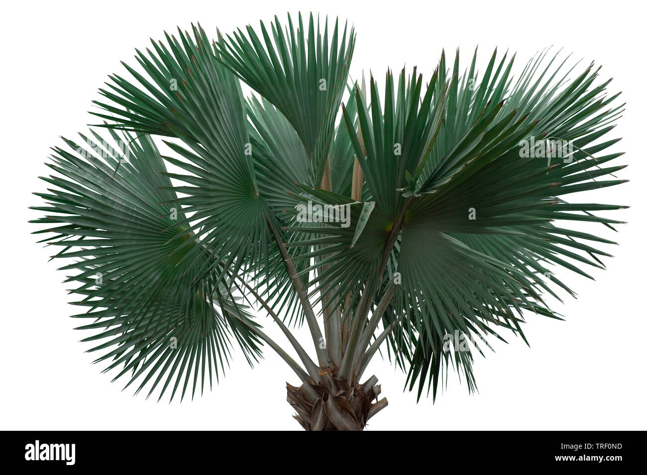 plam tree isolated Stock Photo - Alamy