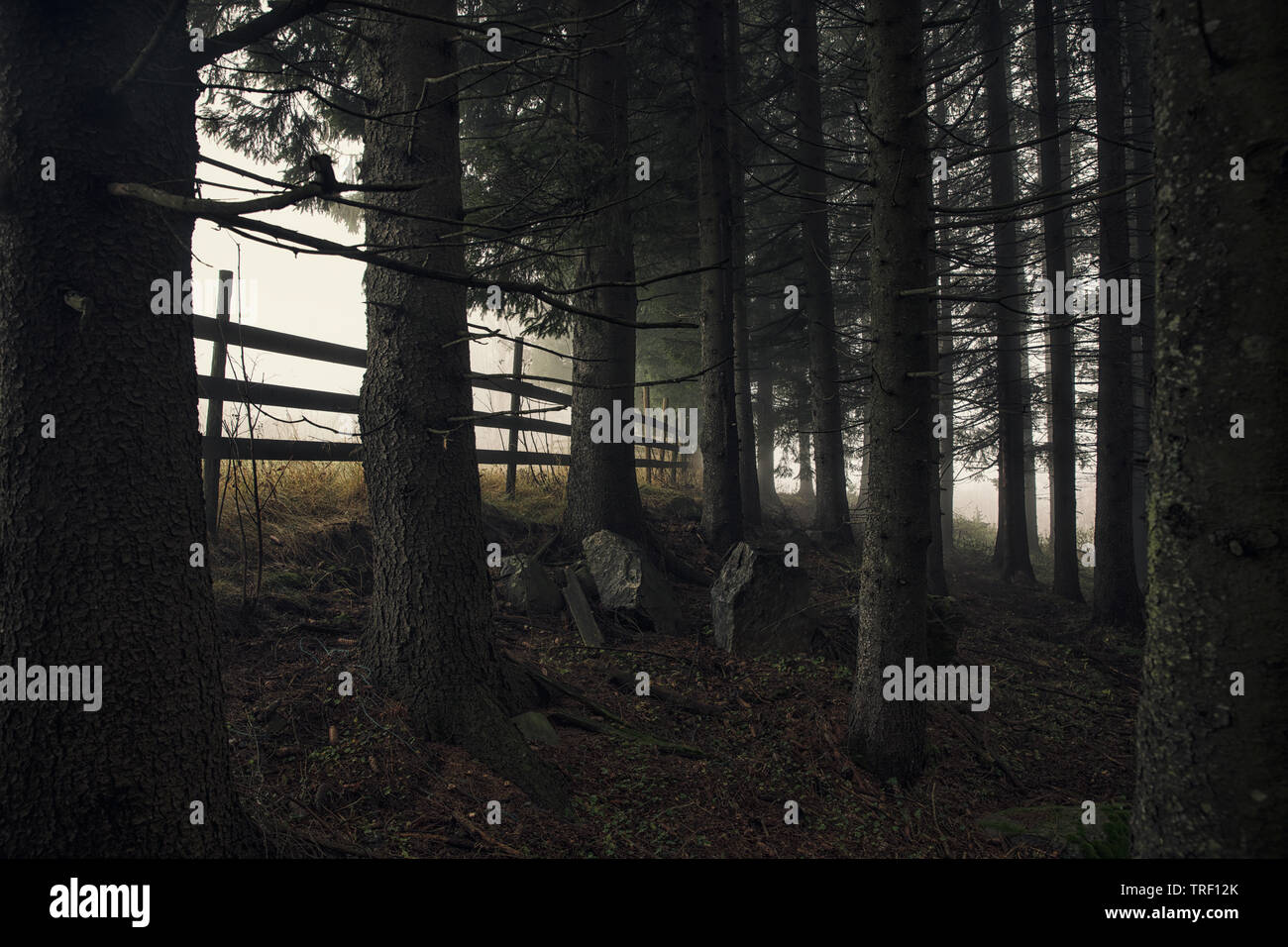 A foggy forest scenery in the woods With trees and rocks and fence ...