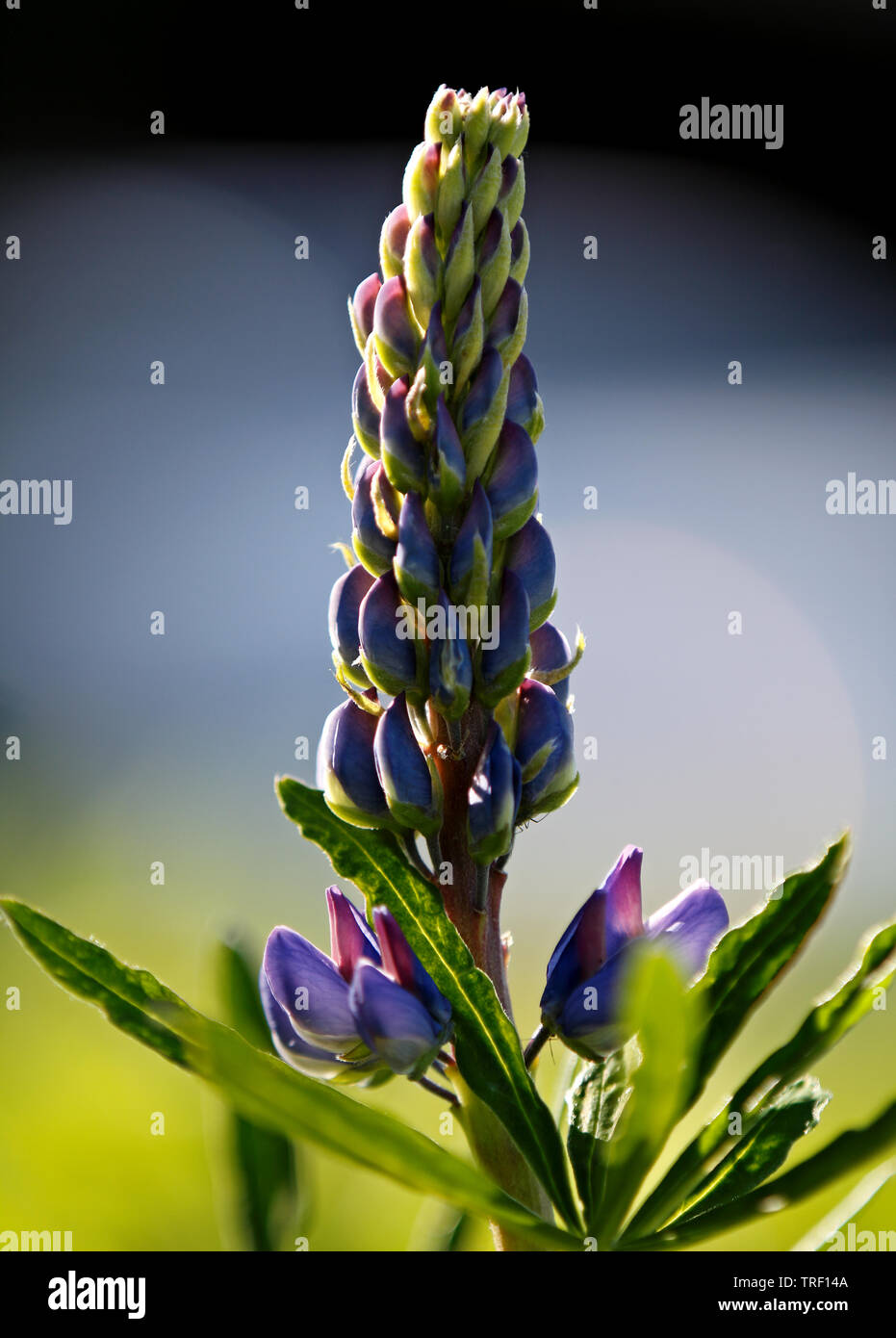 A blue lupin blooming by a country road Stock Photo - Alamy