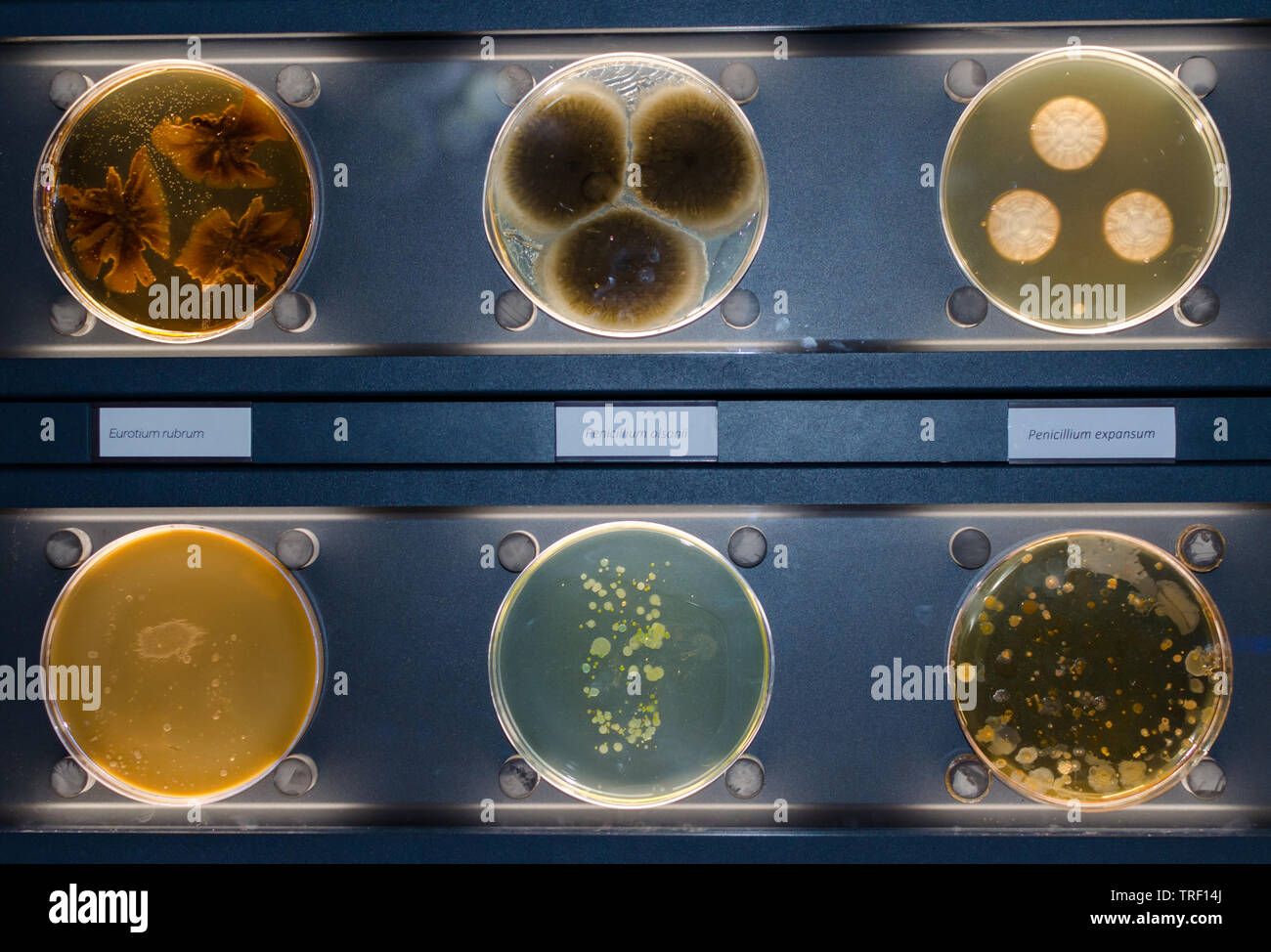Fungus Penicillium olsonii, Penicillium expansum and Eurotium rubrum ...