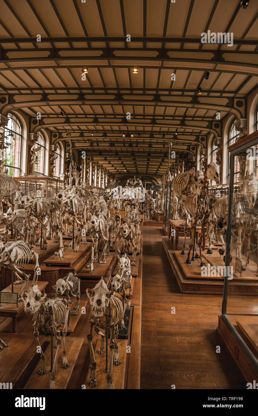 Skeletons of animals in Gallery of Paleontology and Comparative Anatomy ...