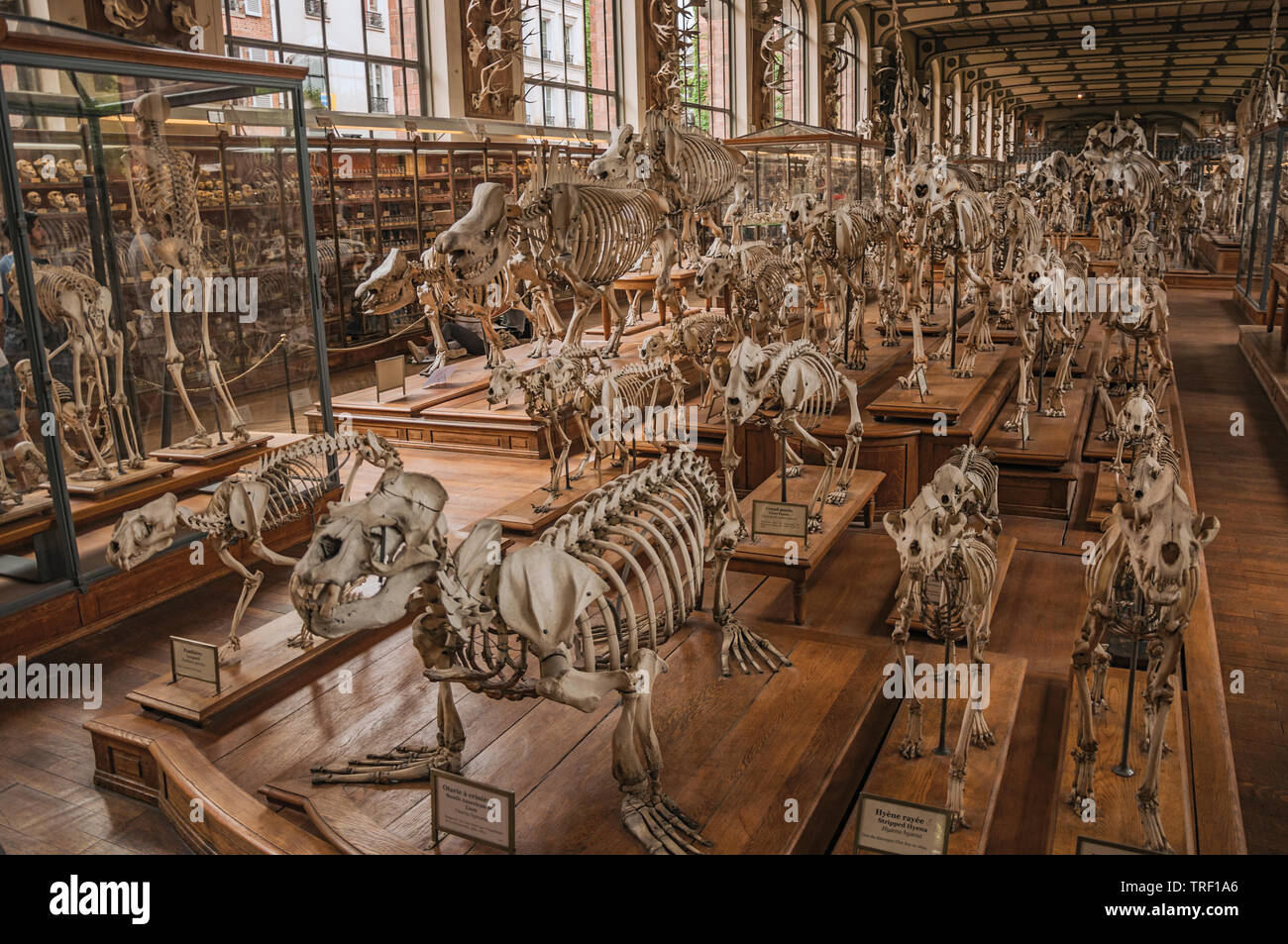 Skeletons of animals in Gallery of Paleontology and Comparative Anatomy ...