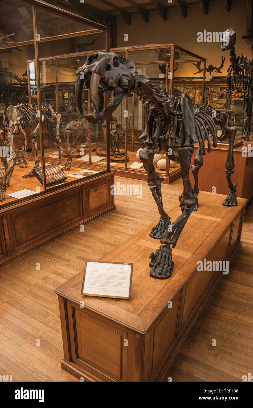 Anatomy of smilodon hi-res stock photography and images - Alamy