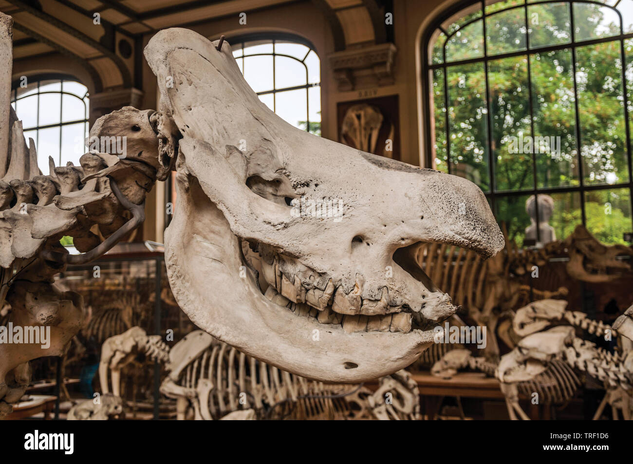 Animal skull at hall in Gallery of Paleontology and Comparative Anatomy ...
