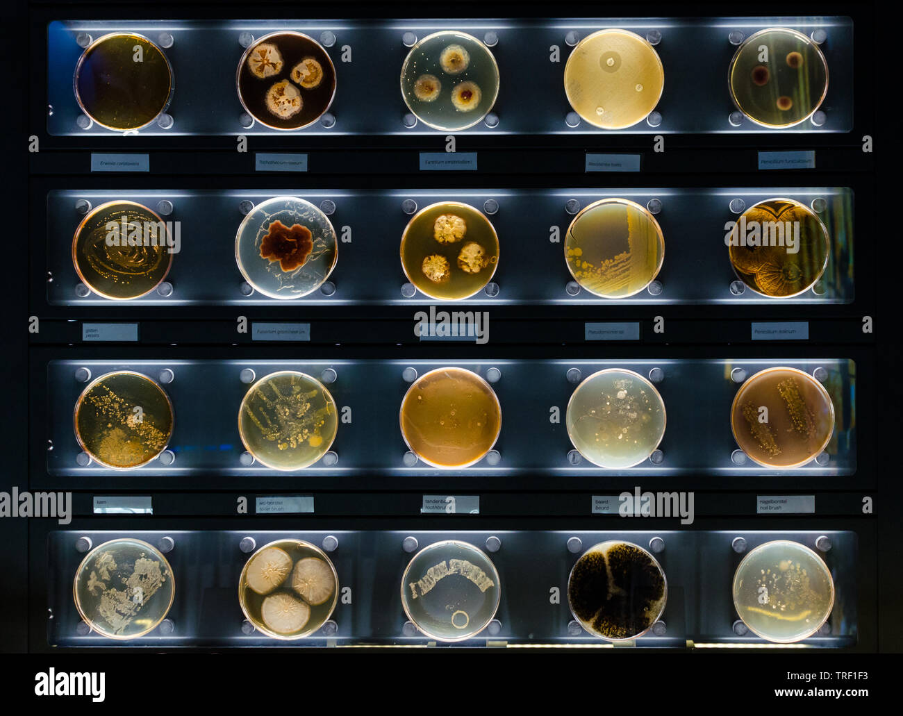 Bacterial cell hi-res stock photography and images - Alamy