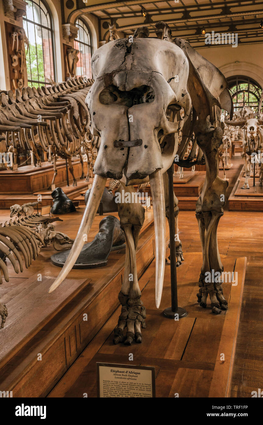 Prehistoric elephant skull hi-res stock photography and images - Alamy