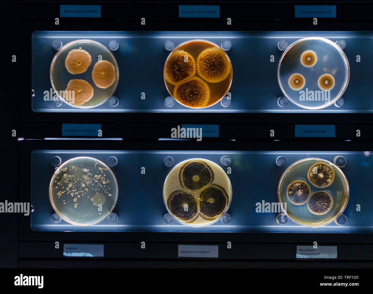 different samples with kinds of bacterias living at common household ...