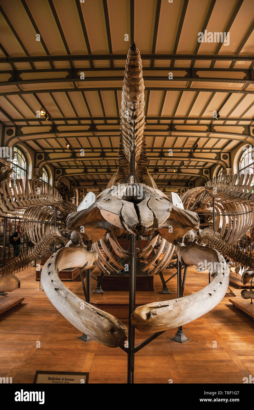 Skeletons of marine mammals in Gallery of Paleontology and Comparative ...