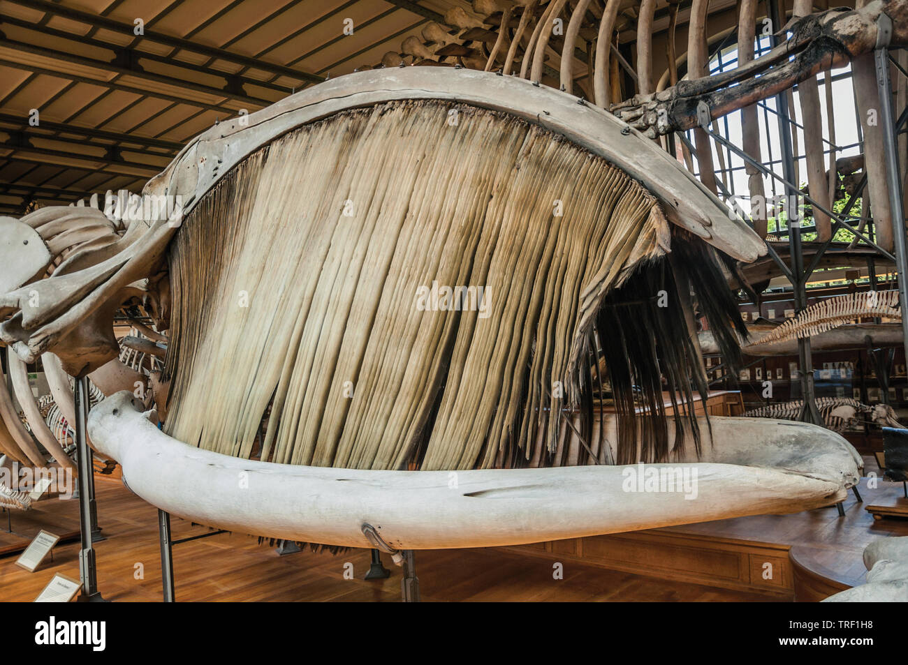 Skeletons of marine mammals in Gallery of Paleontology and Comparative ...
