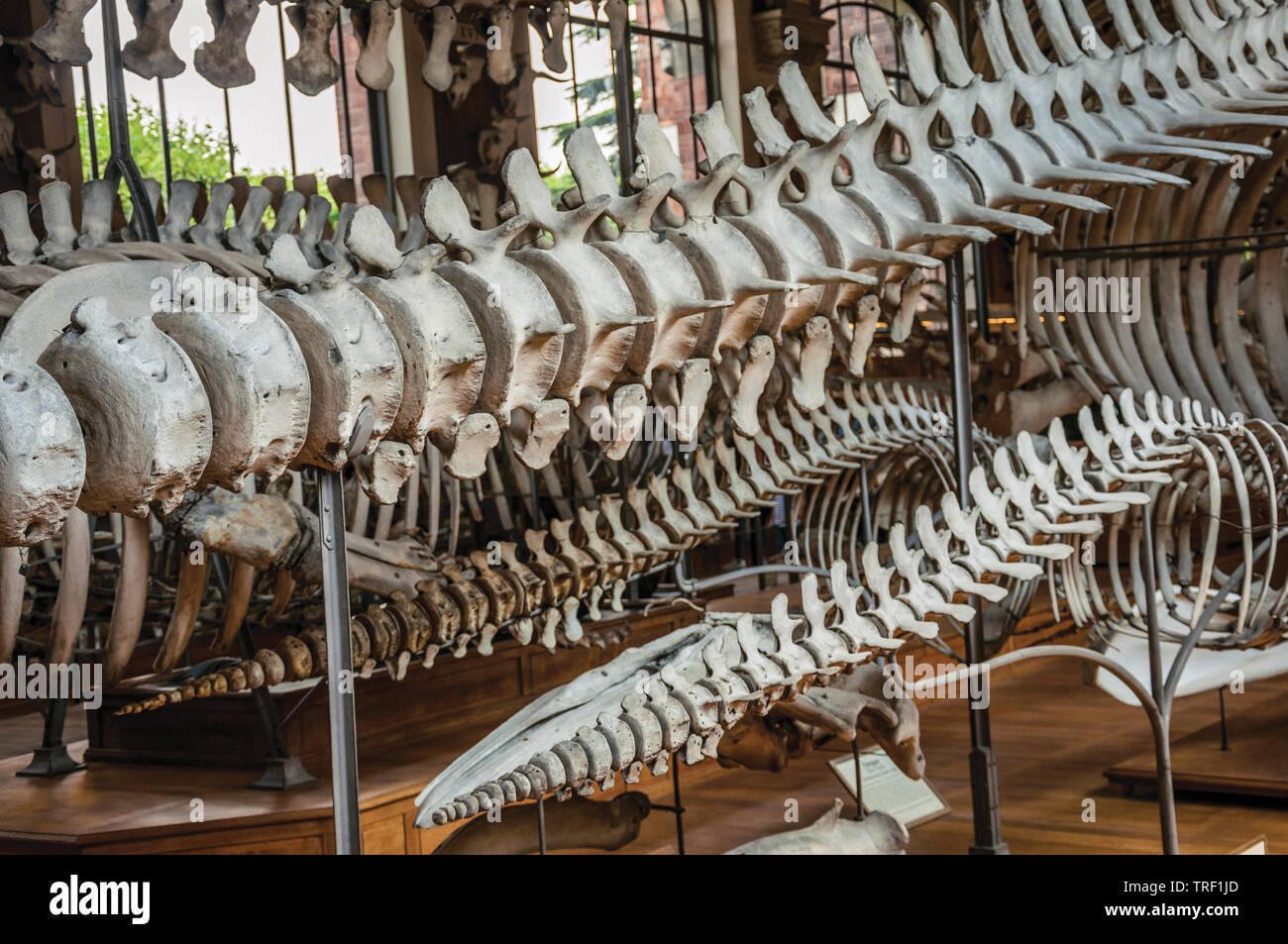 Backbone skeleton in the Gallery of Paleontology and Comparative ...