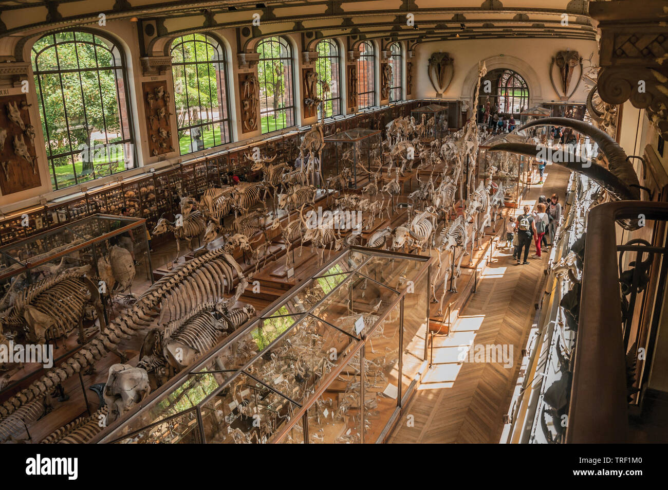 Skeletons and visitors in Gallery of Paleontology and Comparative ...