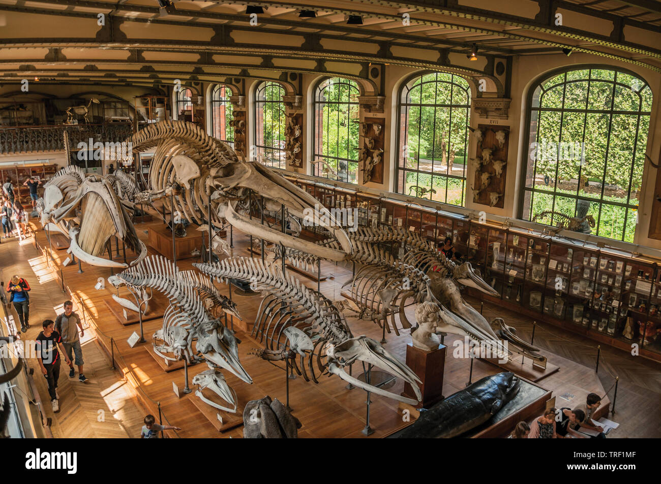 Skeletons of marine mammals in Gallery of Paleontology and Comparative ...