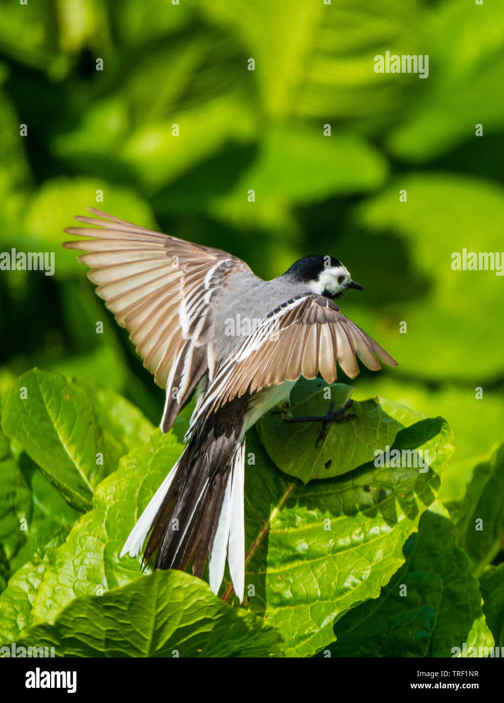 Linerle hi-res stock photography and images - Alamy
