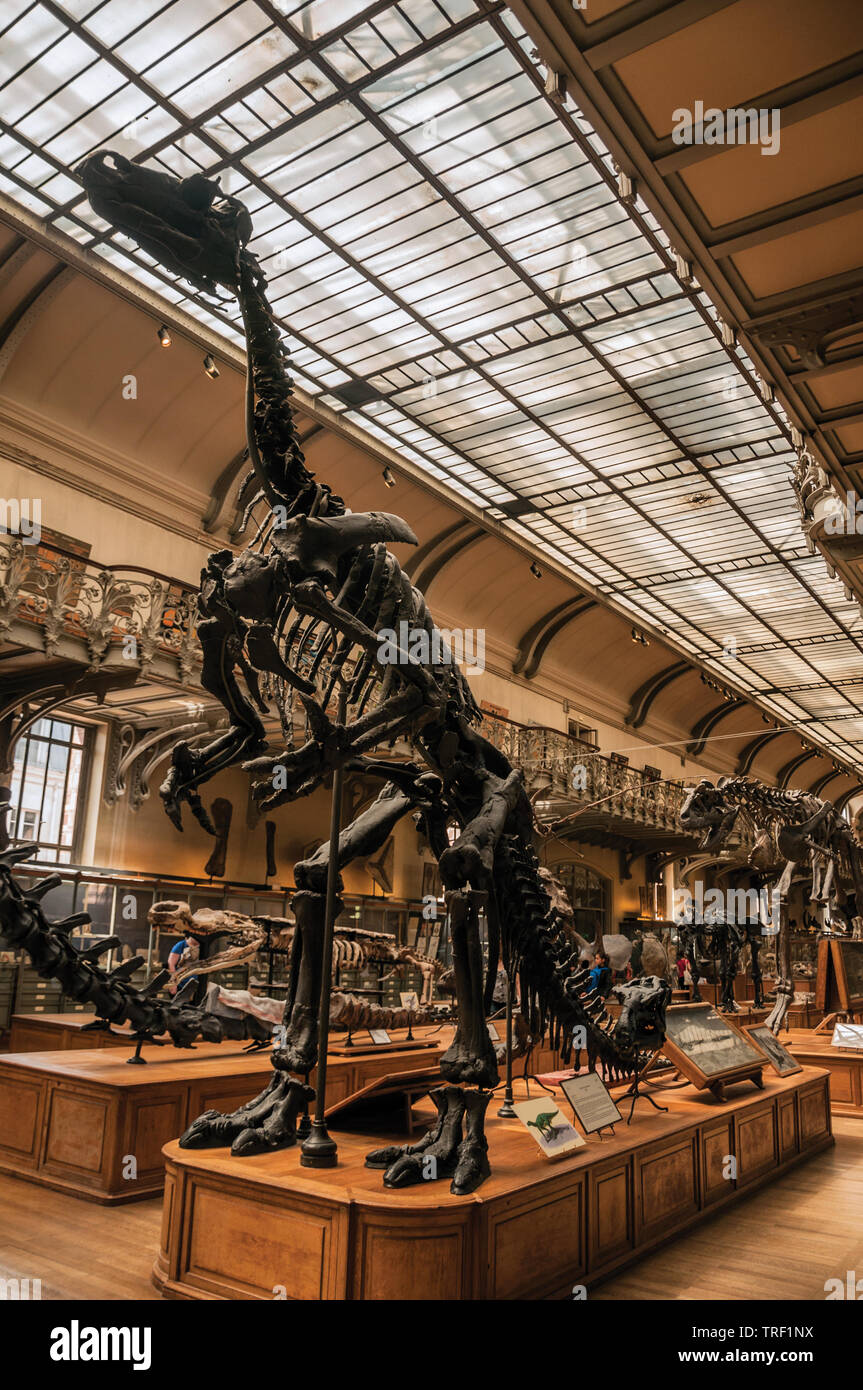 Prehistoric skeletons at Gallery of Paleontology and Comparative ...