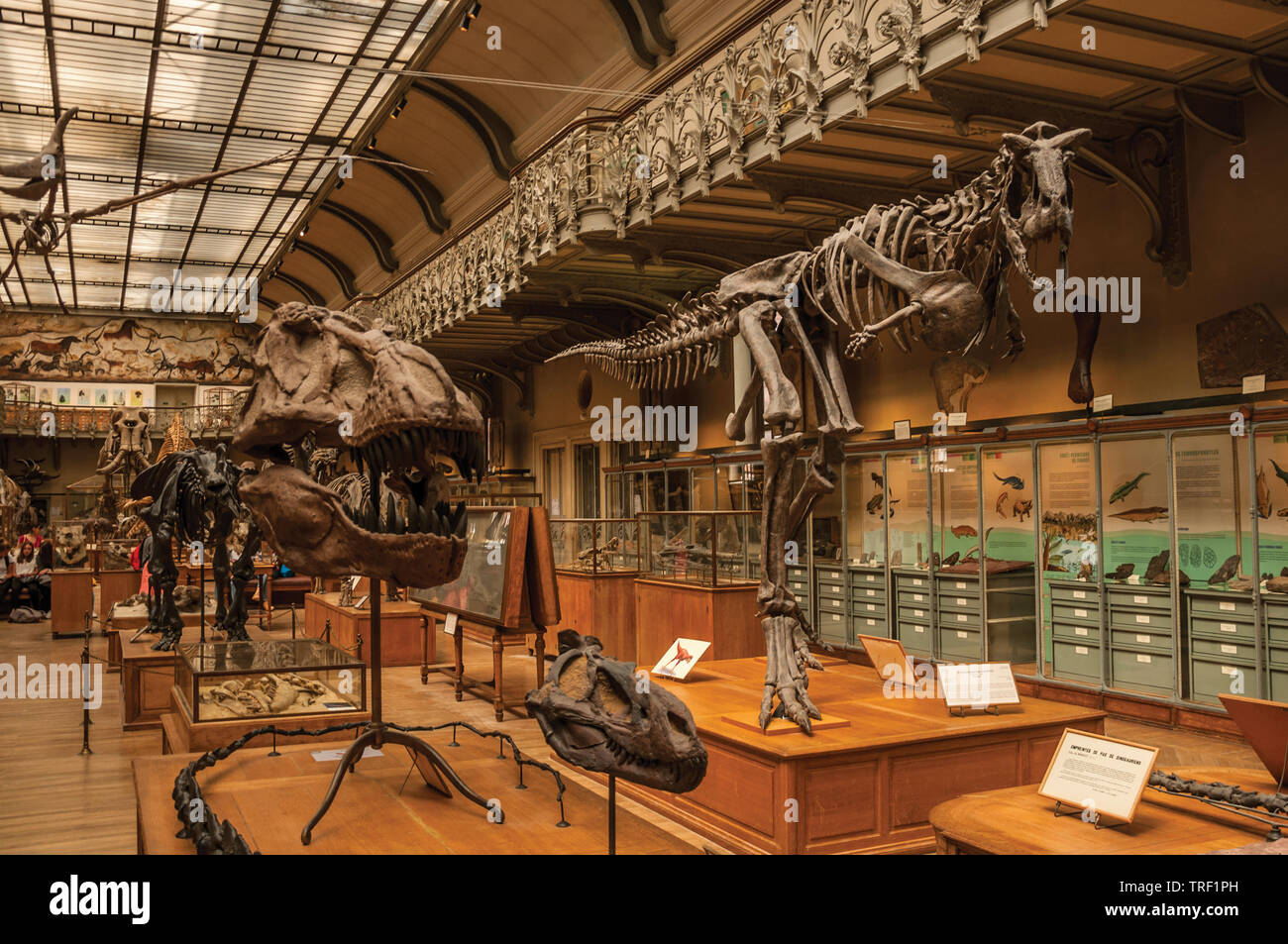 Prehistoric skeletons at Gallery of Paleontology and Comparative ...