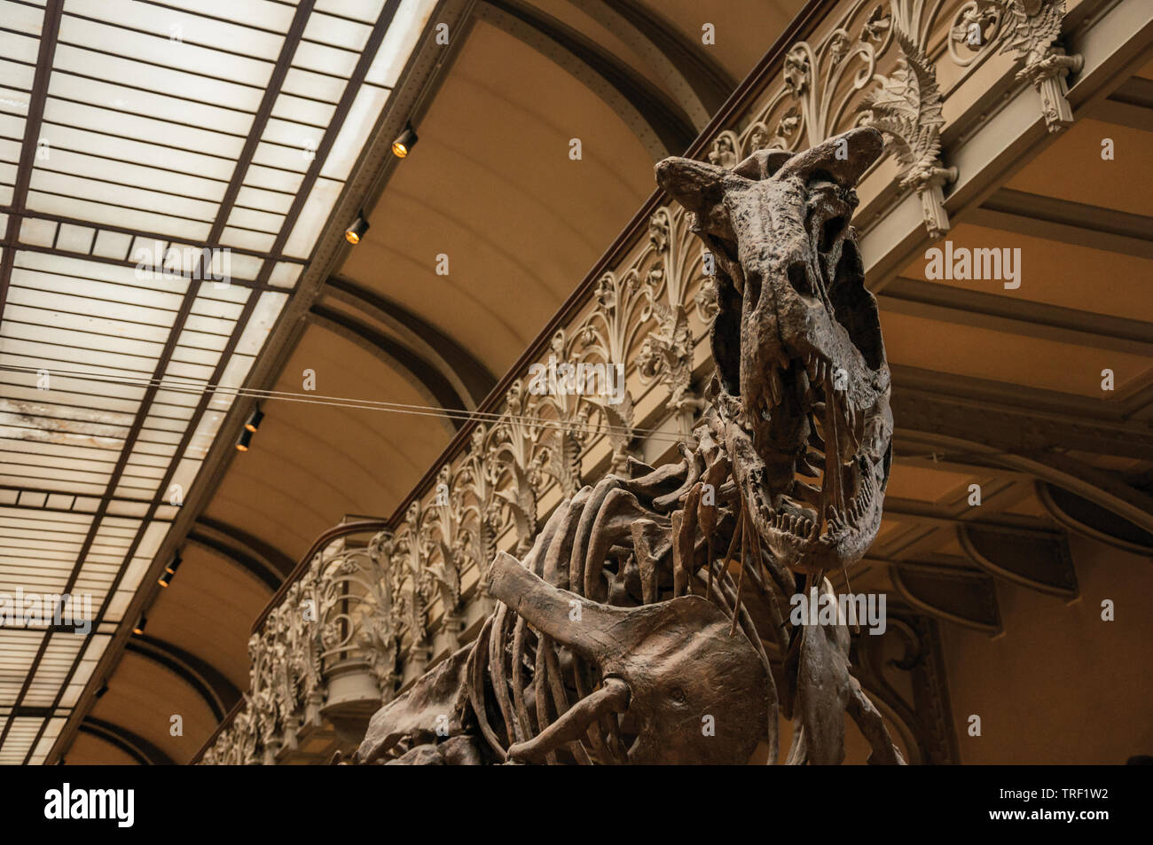 Fossil of dinosaur at Gallery of Paleontology and Comparative Anatomy ...