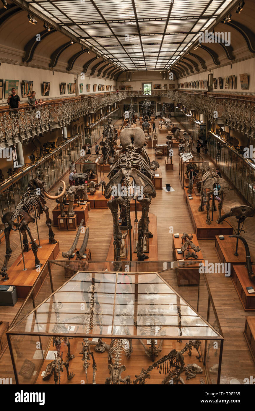Prehistoric skeletons at Gallery of Paleontology and Comparative ...