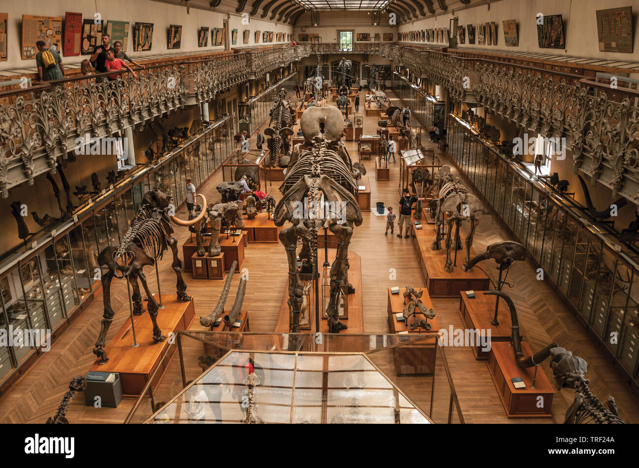 Prehistoric skeletons at Gallery of Paleontology and Comparative ...