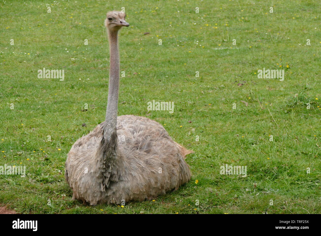 Red necked Ostrich, at Paignton Zoo Stock Photo - Alamy