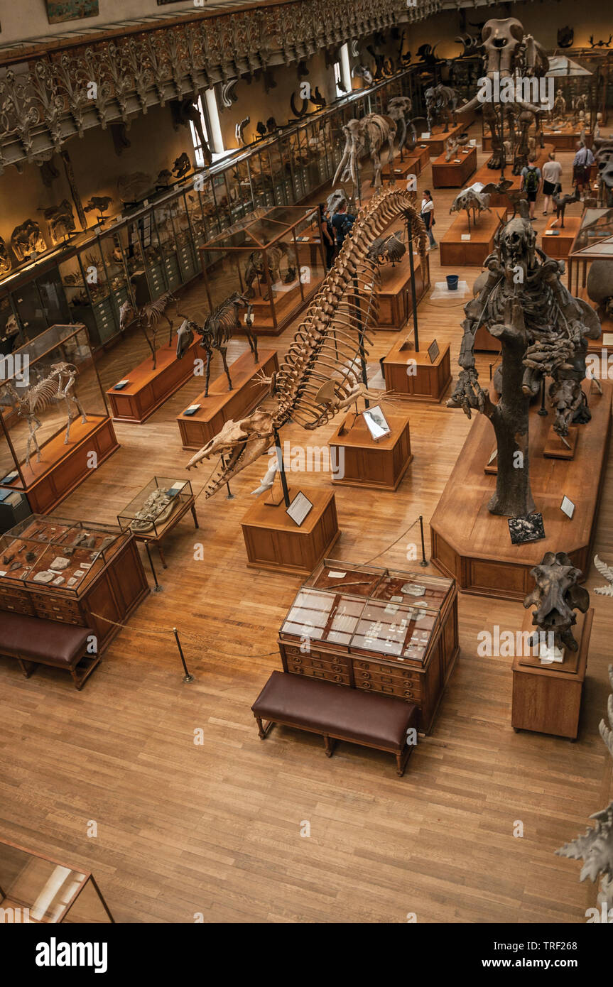 Prehistoric skeletons at Gallery of Paleontology and Comparative ...