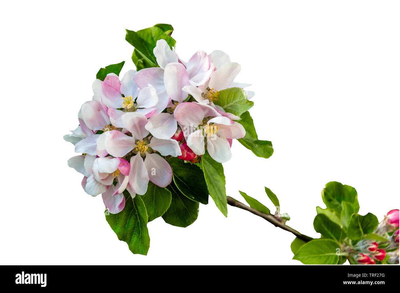 Organic orchard macro Cut Out Stock Images & Pictures - Alamy