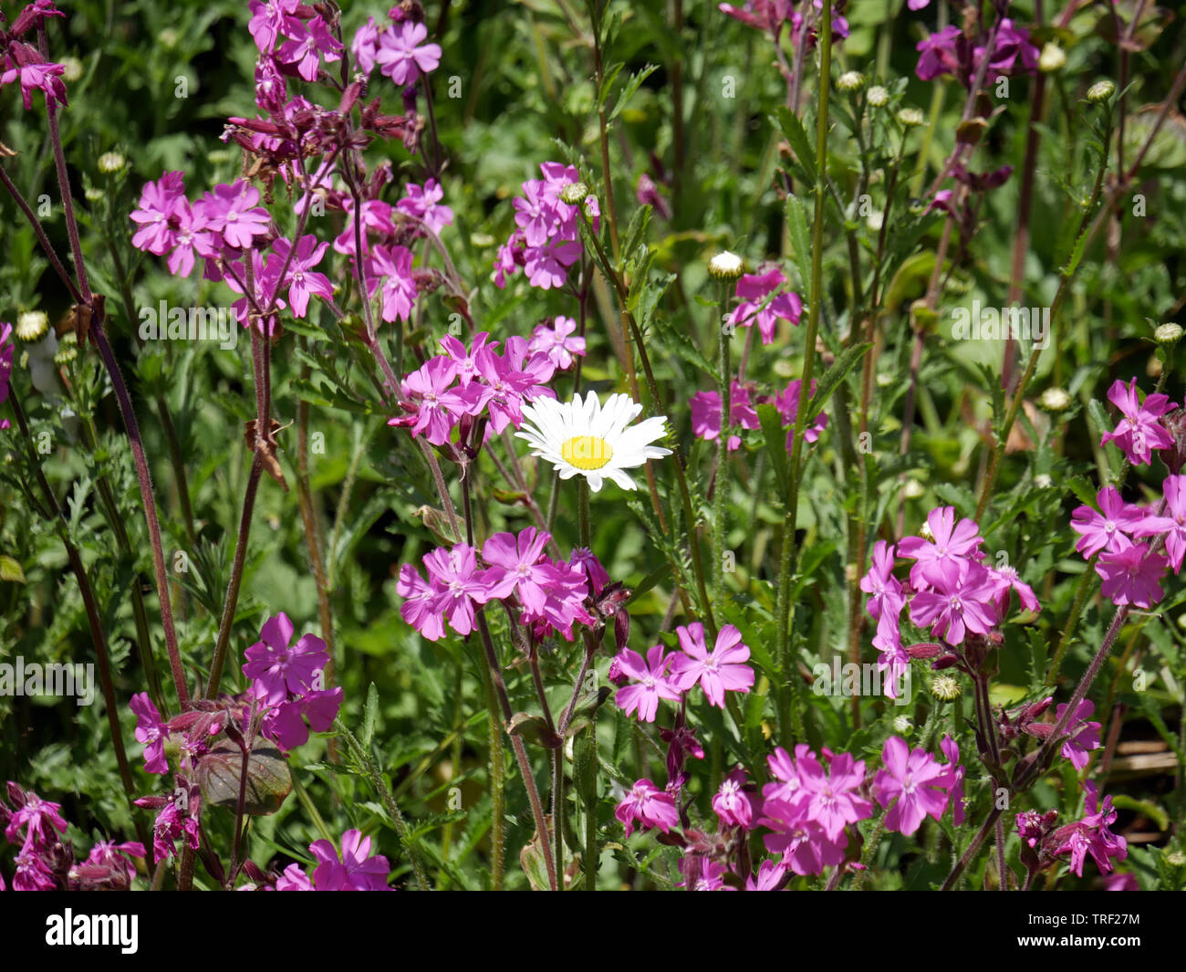 White daisy border hi-res stock photography and images - Alamy