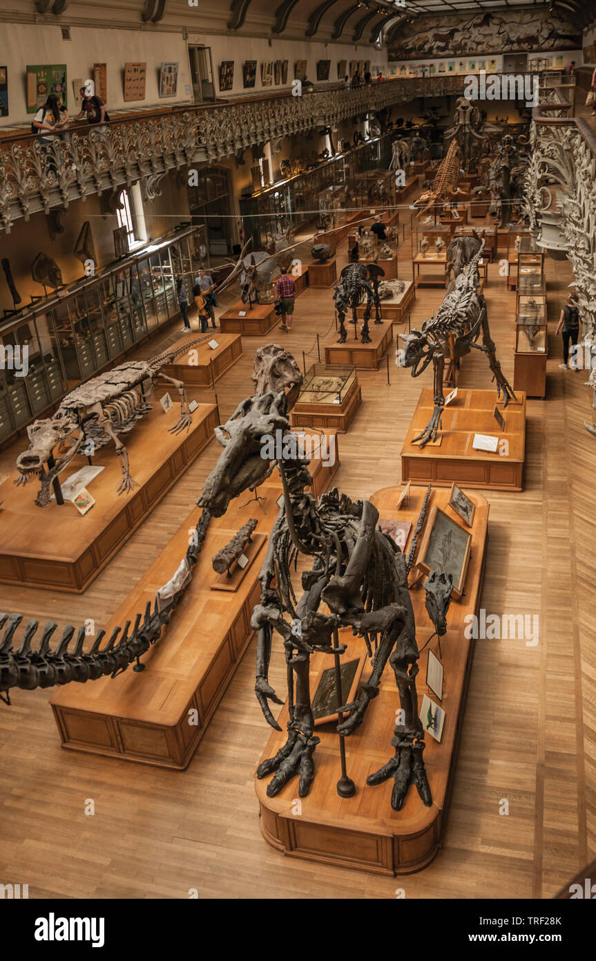 Prehistoric skeletons at Gallery of Paleontology and Comparative ...