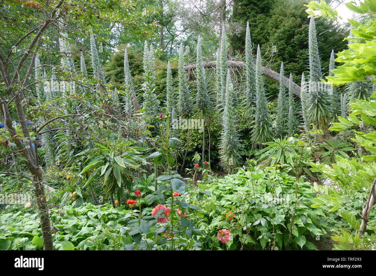 Giant echium hi-res stock photography and images - Alamy