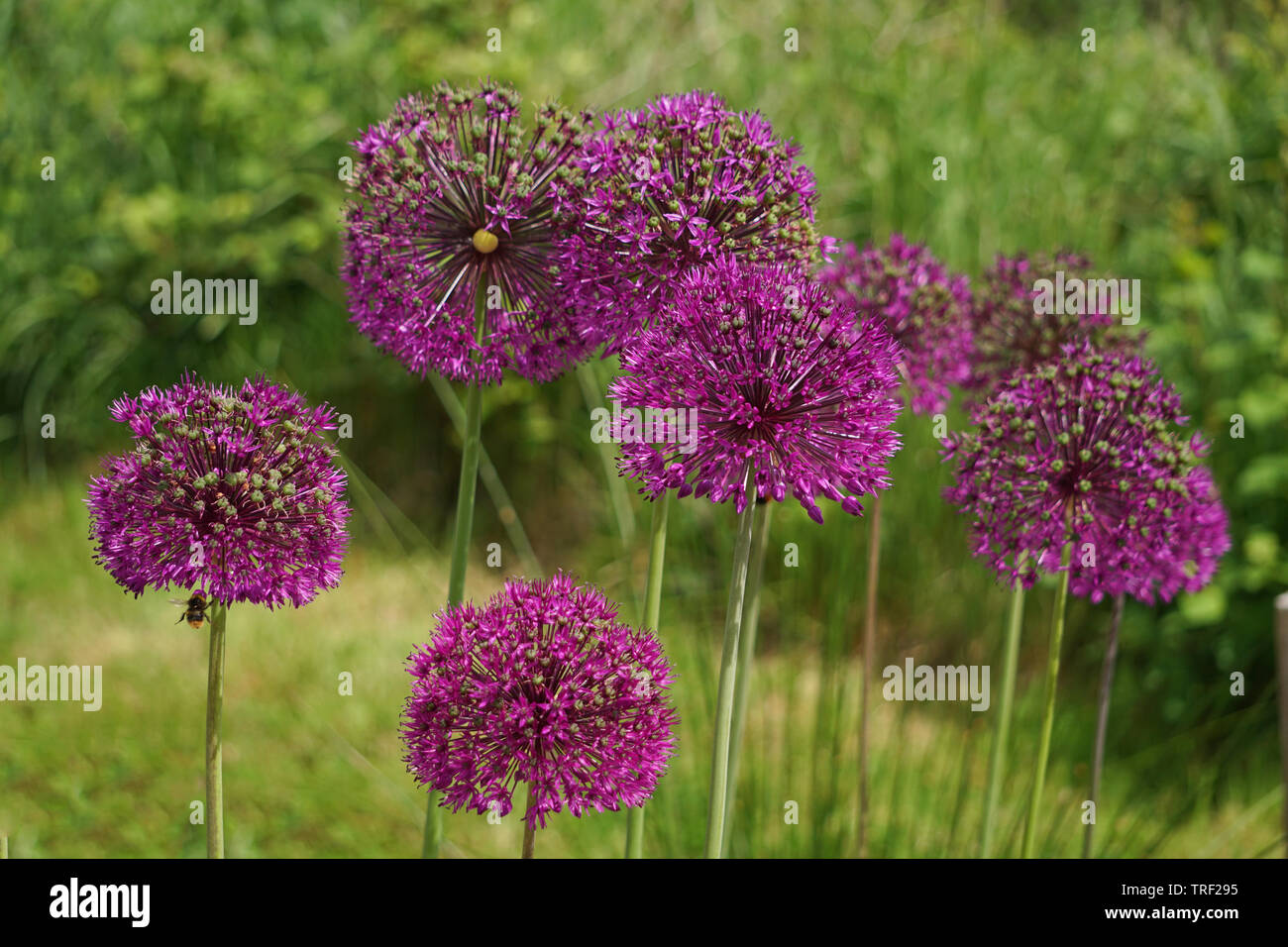 Allium gladiator bees hi-res stock photography and images - Alamy