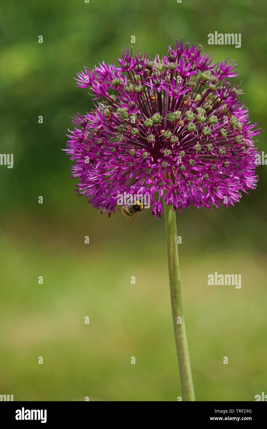 Allium gladiator bee hi-res stock photography and images - Alamy