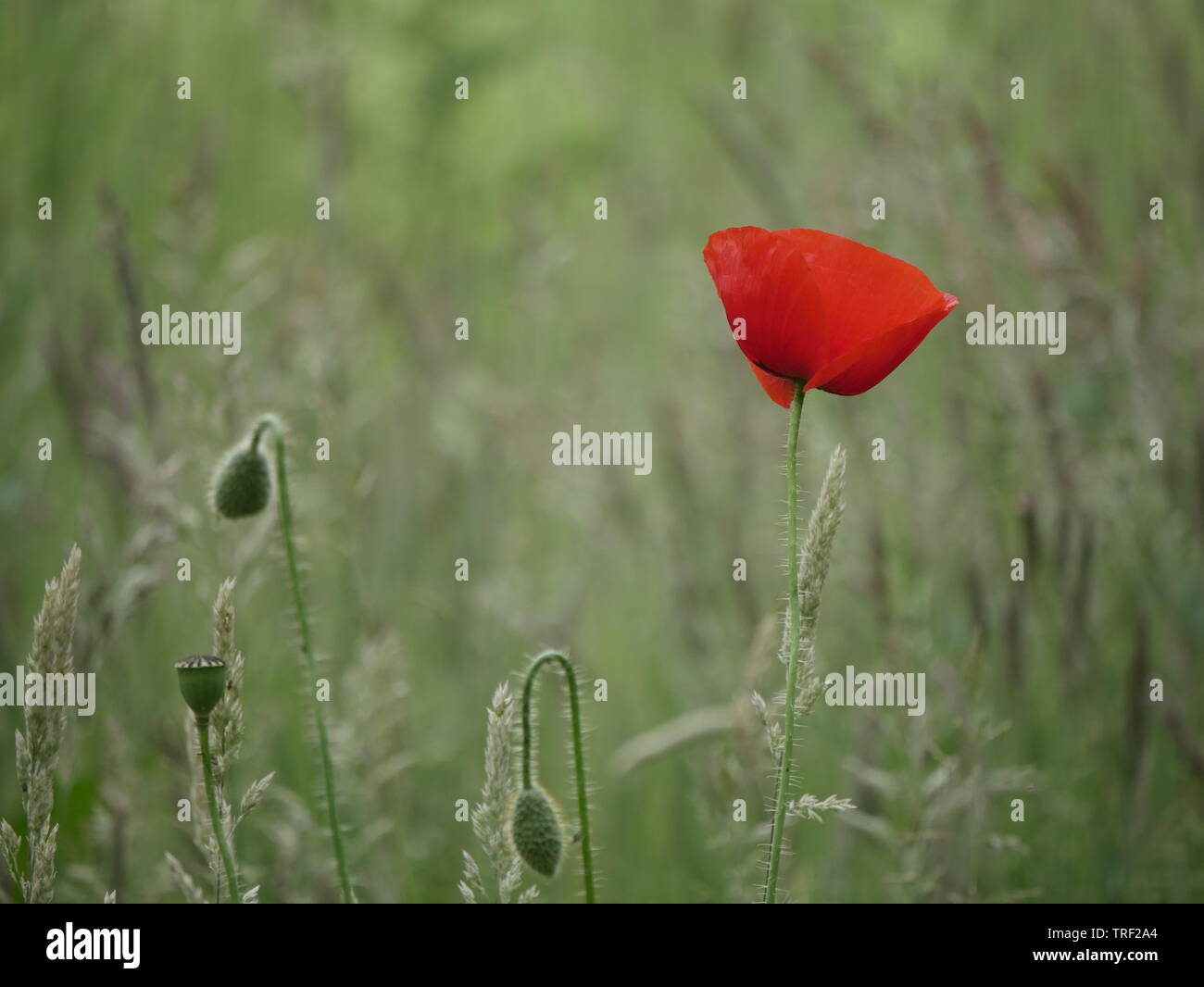 Single red poppy hi-res stock photography and images - Alamy