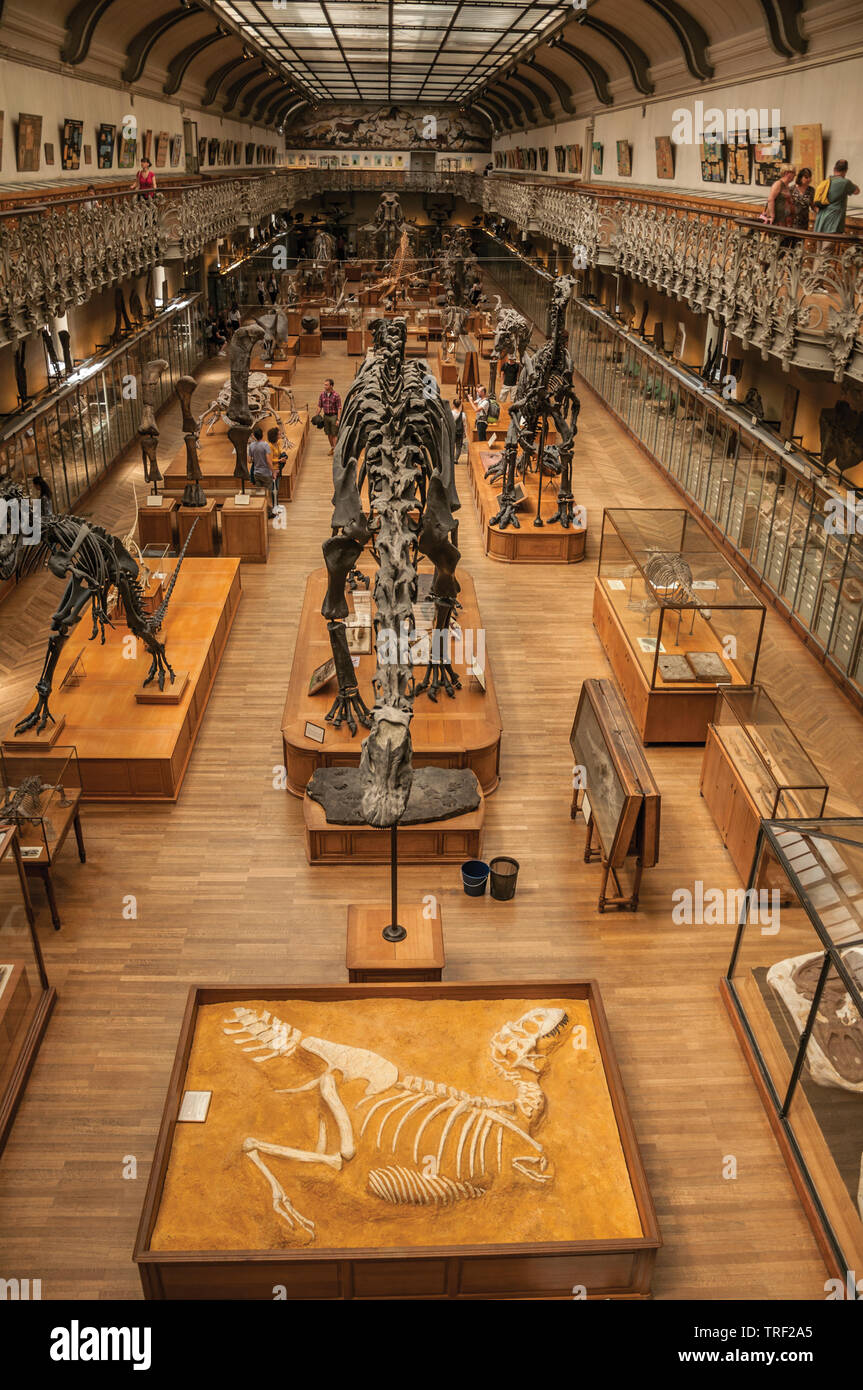 Prehistoric skeletons at Gallery of Paleontology and Comparative ...