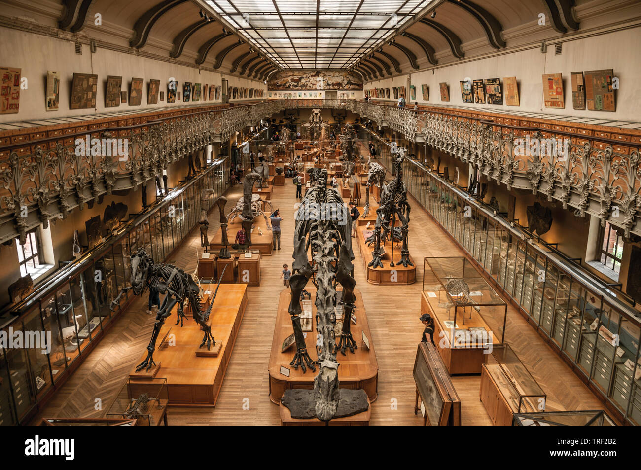 Prehistoric skeletons at Gallery of Paleontology and Comparative ...