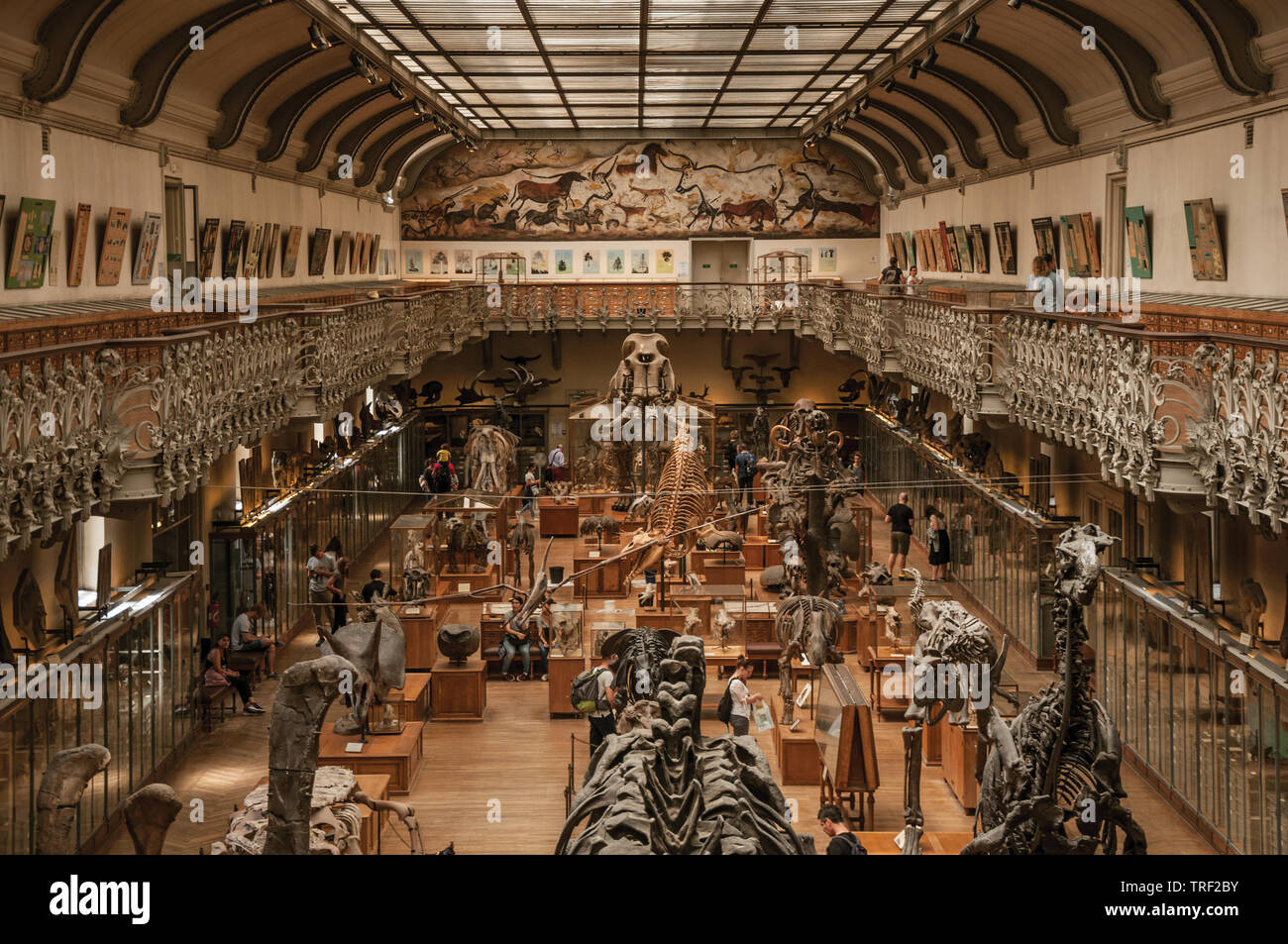 Prehistoric skeletons at Gallery of Paleontology and Comparative ...