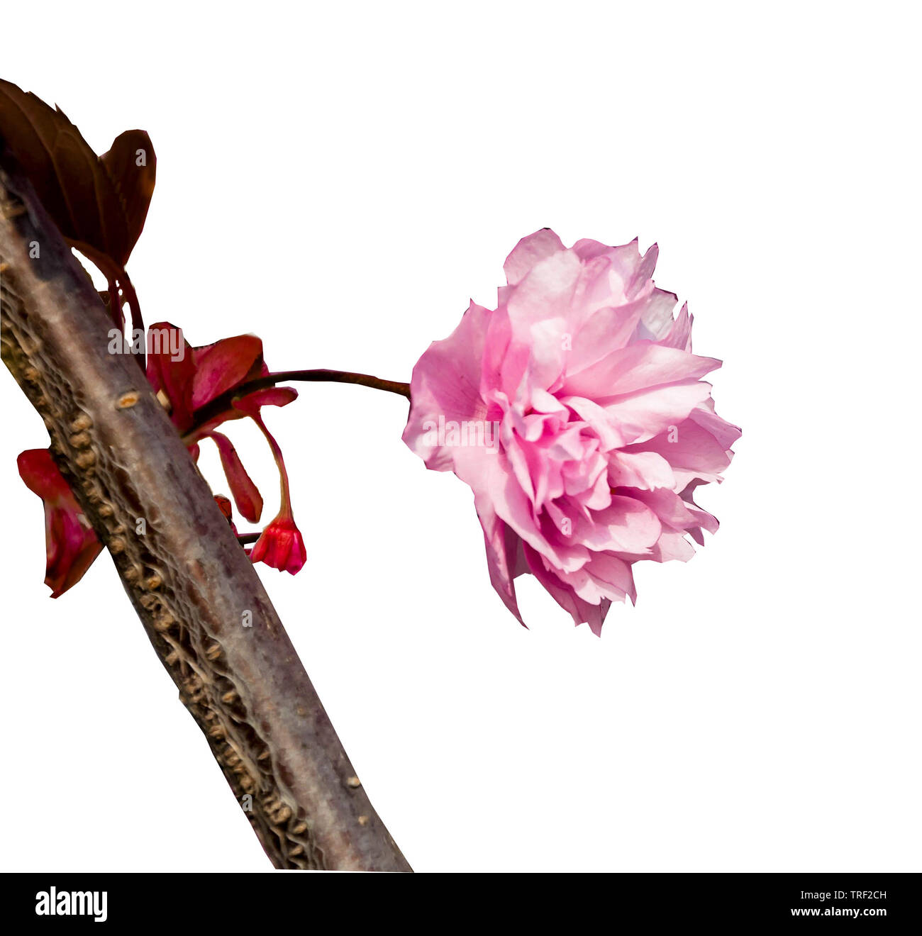 Single rose on white background Stock Photo - Alamy