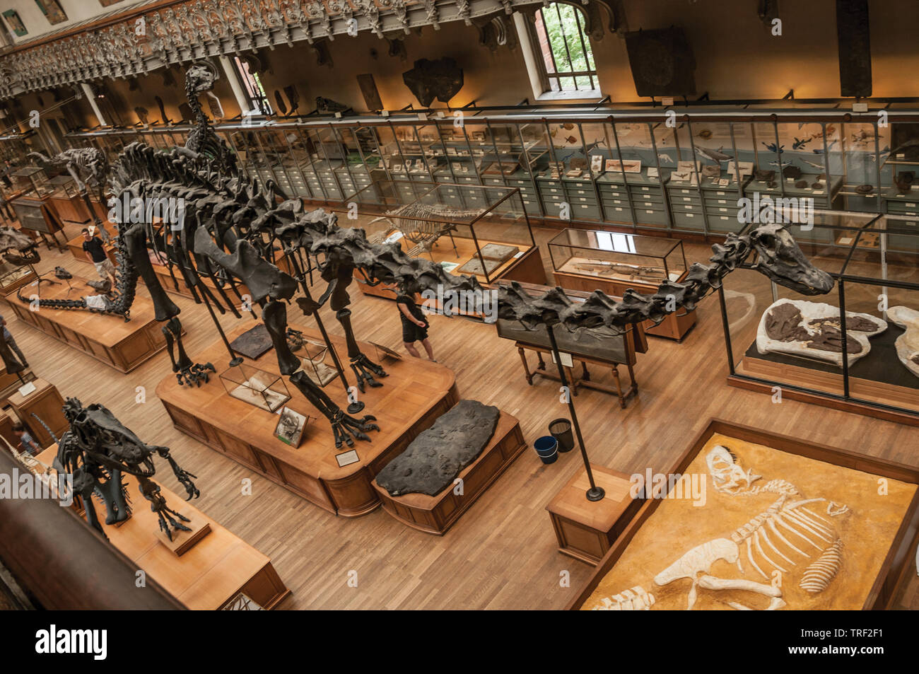 Prehistoric skeletons at Gallery of Paleontology and Comparative ...