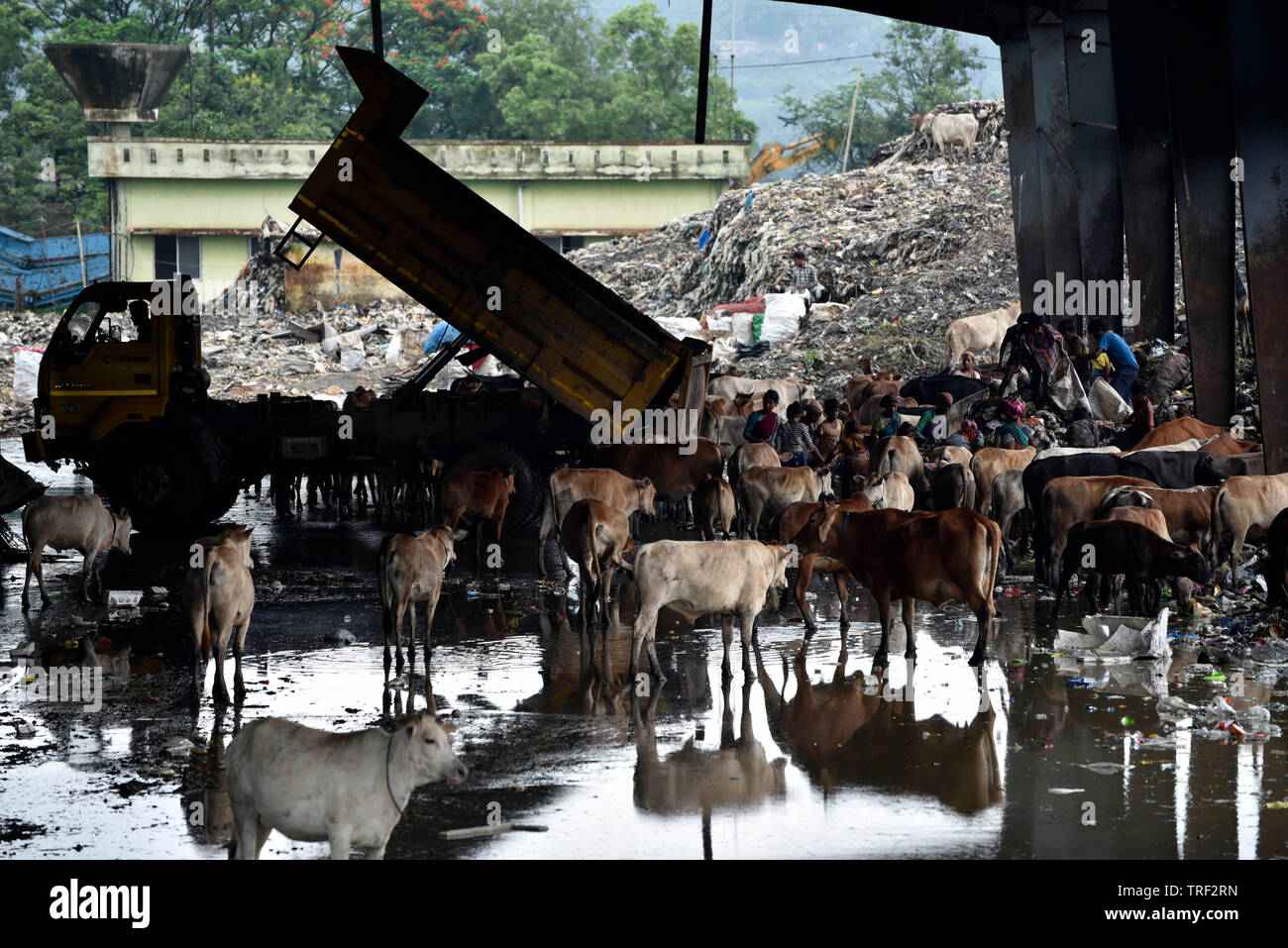 Guwahati, Assam, India. 4 June 2019. Garbage truck unloads garbage and ...