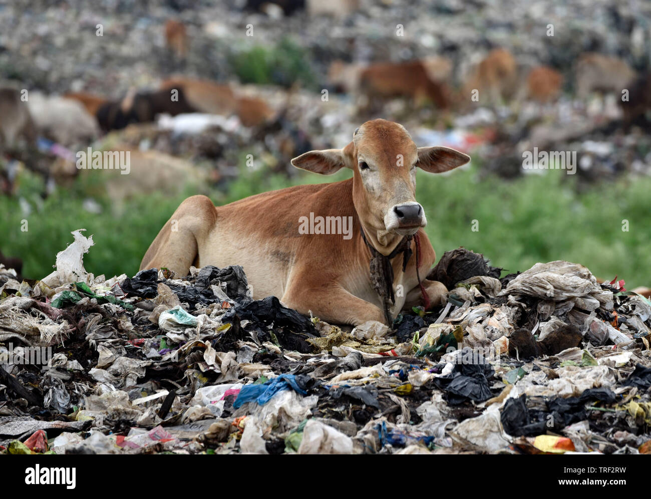 Guwahati, Assam, India. 4 June 2019. A cows sits on a pile of garbage ...