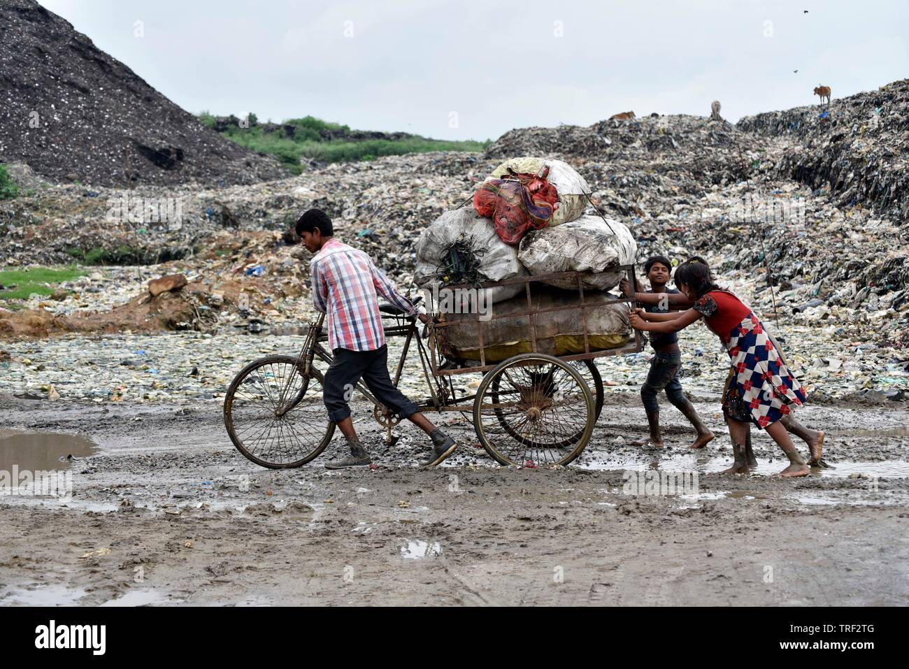 Guwahati, Assam, India. 4 June 2019. Indian rag pickers carry ...