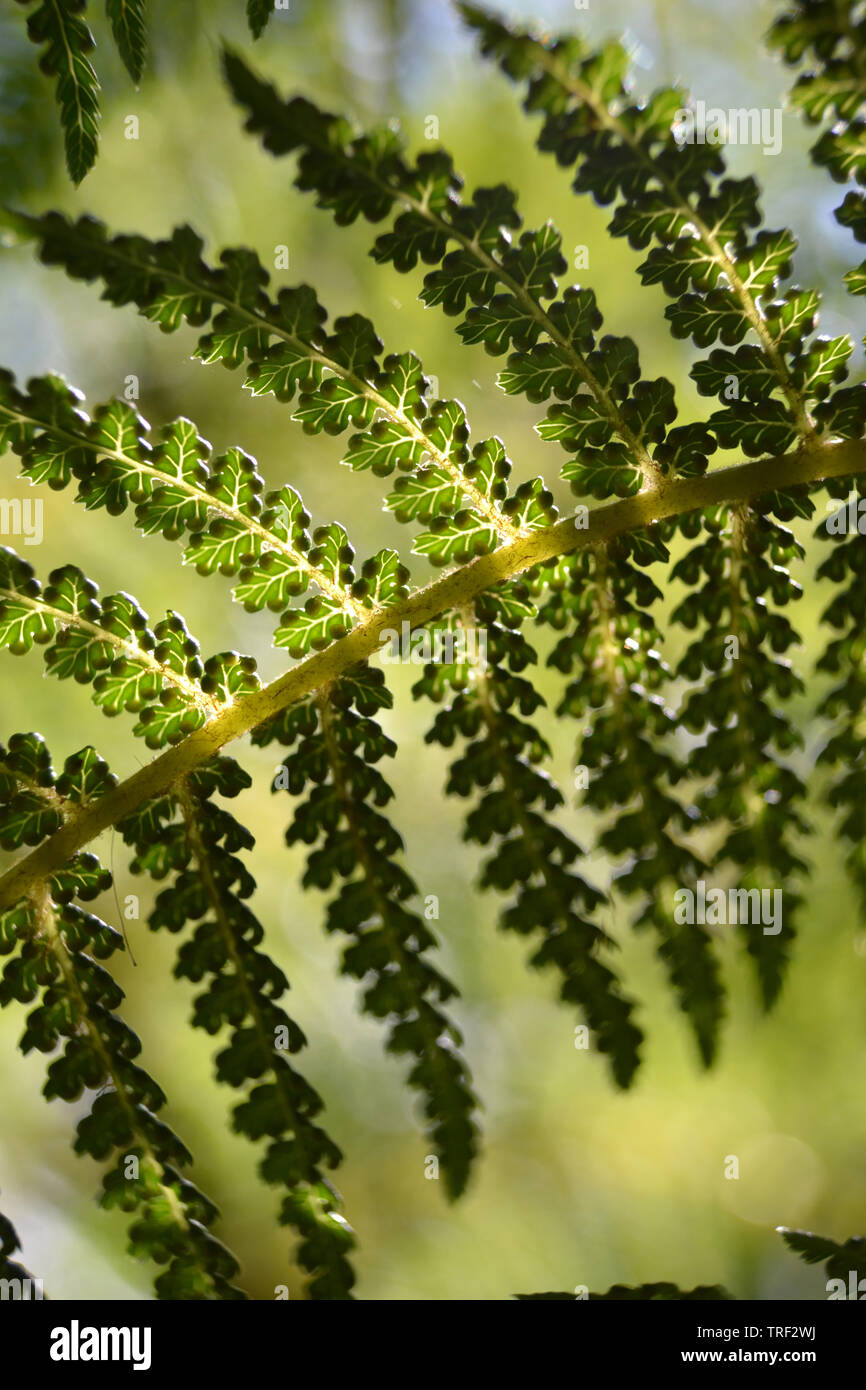 Underside of tree fern foliage, Dicksonia antarctica Stock Photo - Alamy