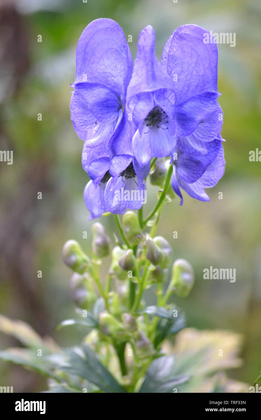 Aconitum carmichaelii, Chinese aconite Stock Photo - Alamy