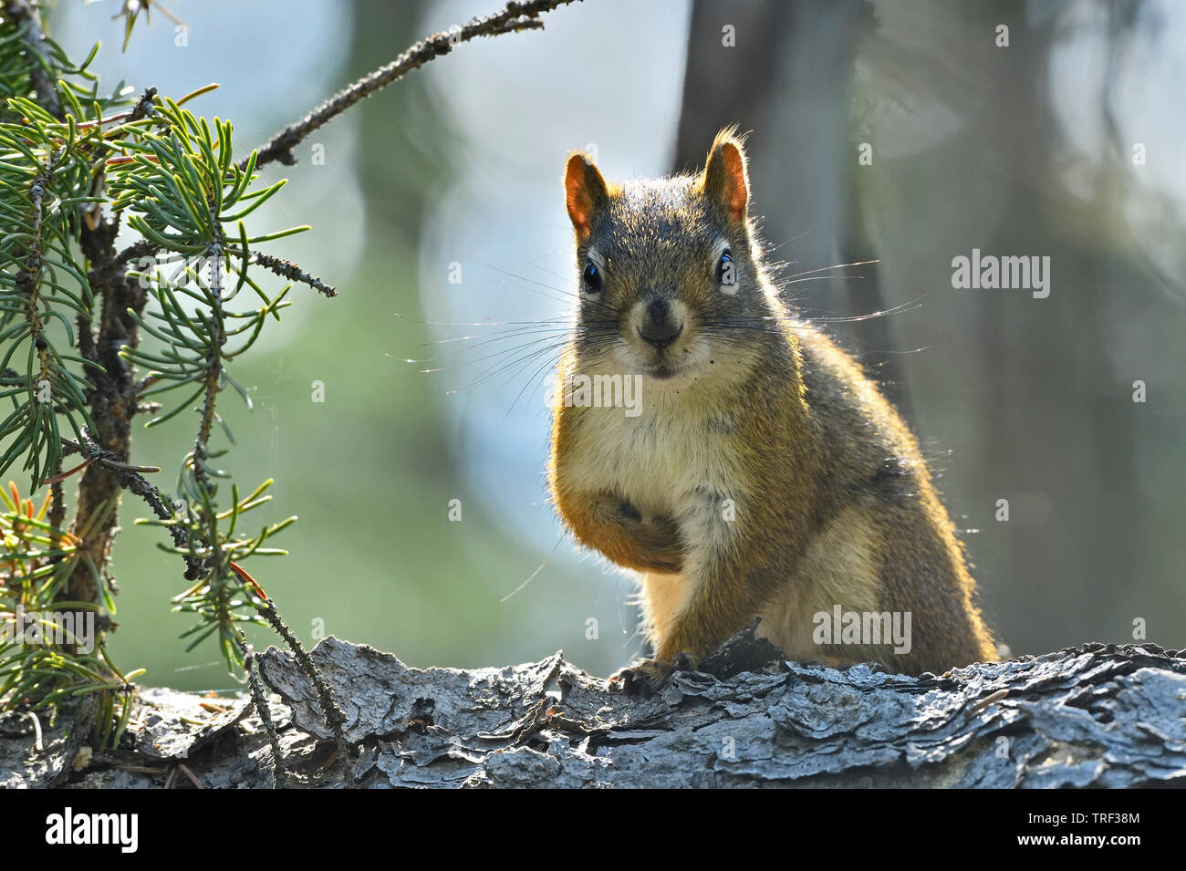 A front view of a red squirrel "Tamiasciurus hudsonicus", sitting on a ...